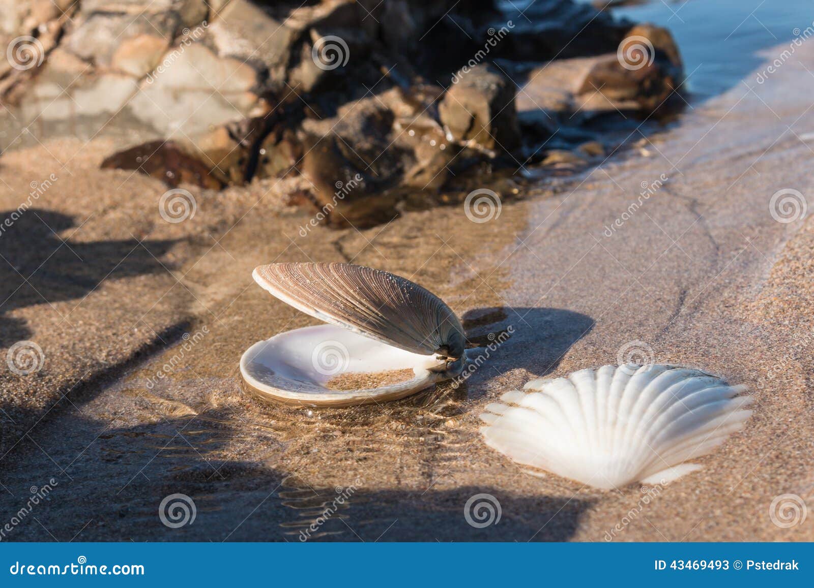 Scallop Shells on Beach at Low Tide Stock Image - Image of detail, tide ...