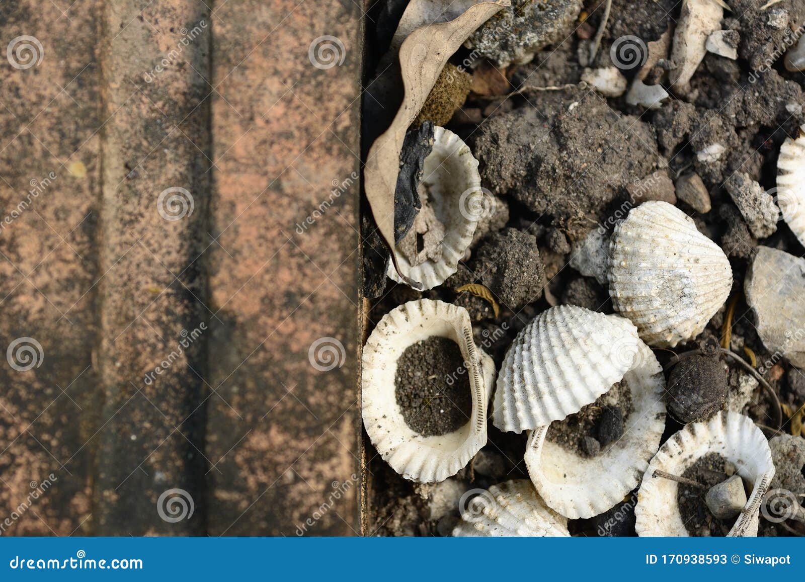Scallop Shells And Brick Pattern Royalty-Free Stock Photo ...