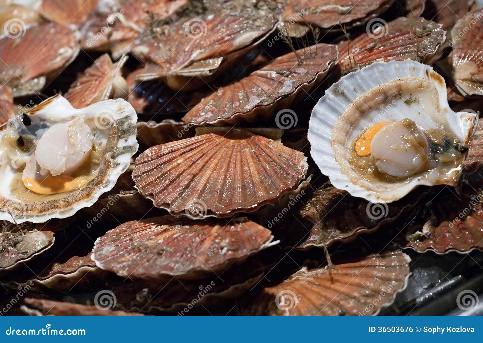 Scallop shells stock photo. Image of appetizer, detail - 36503676