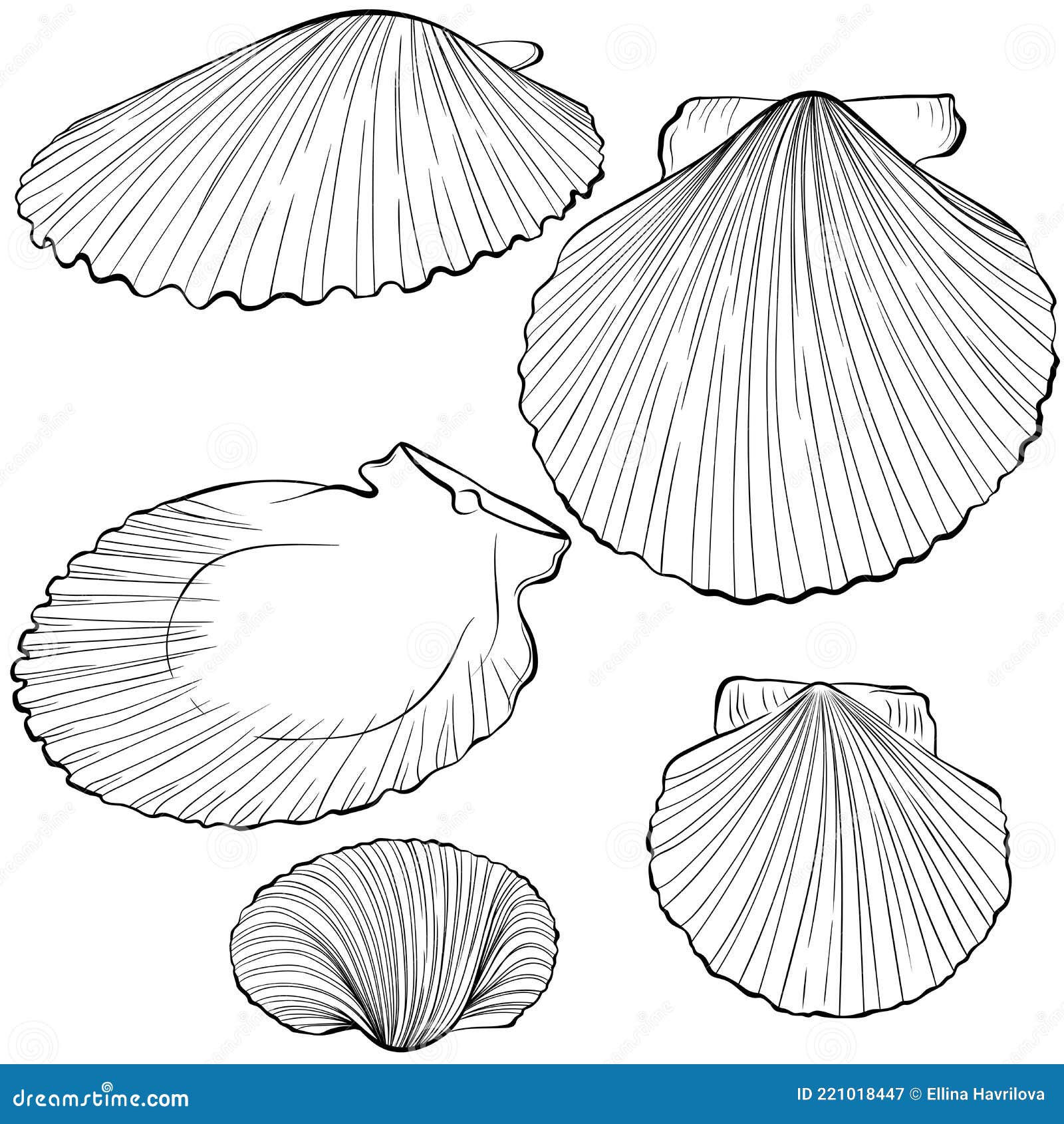 Scallop Shells from Different Angles Line Art Stock Vector ...