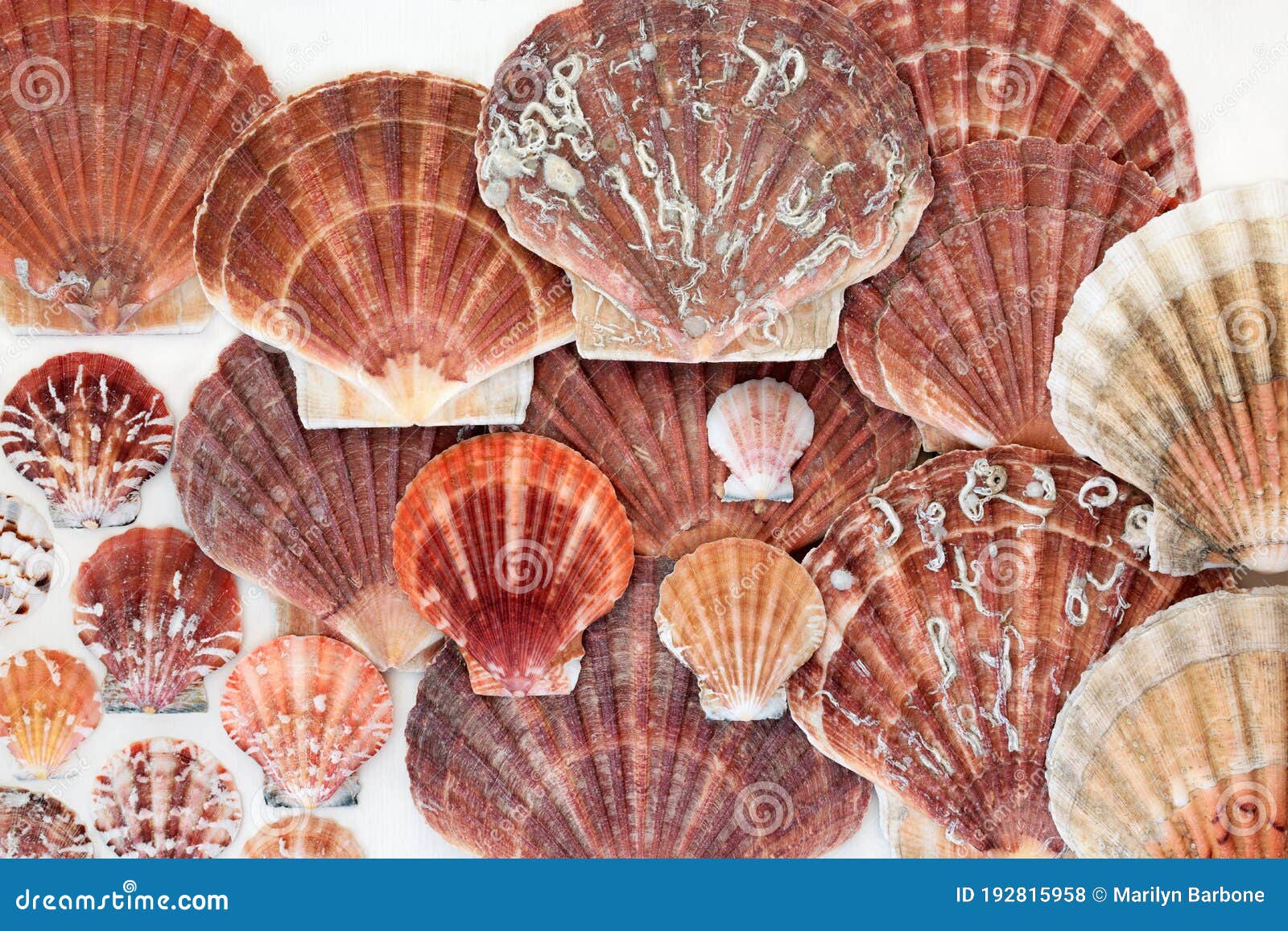 Scallop Shells Abstract Natural Background Stock Photo - Image of life ...
