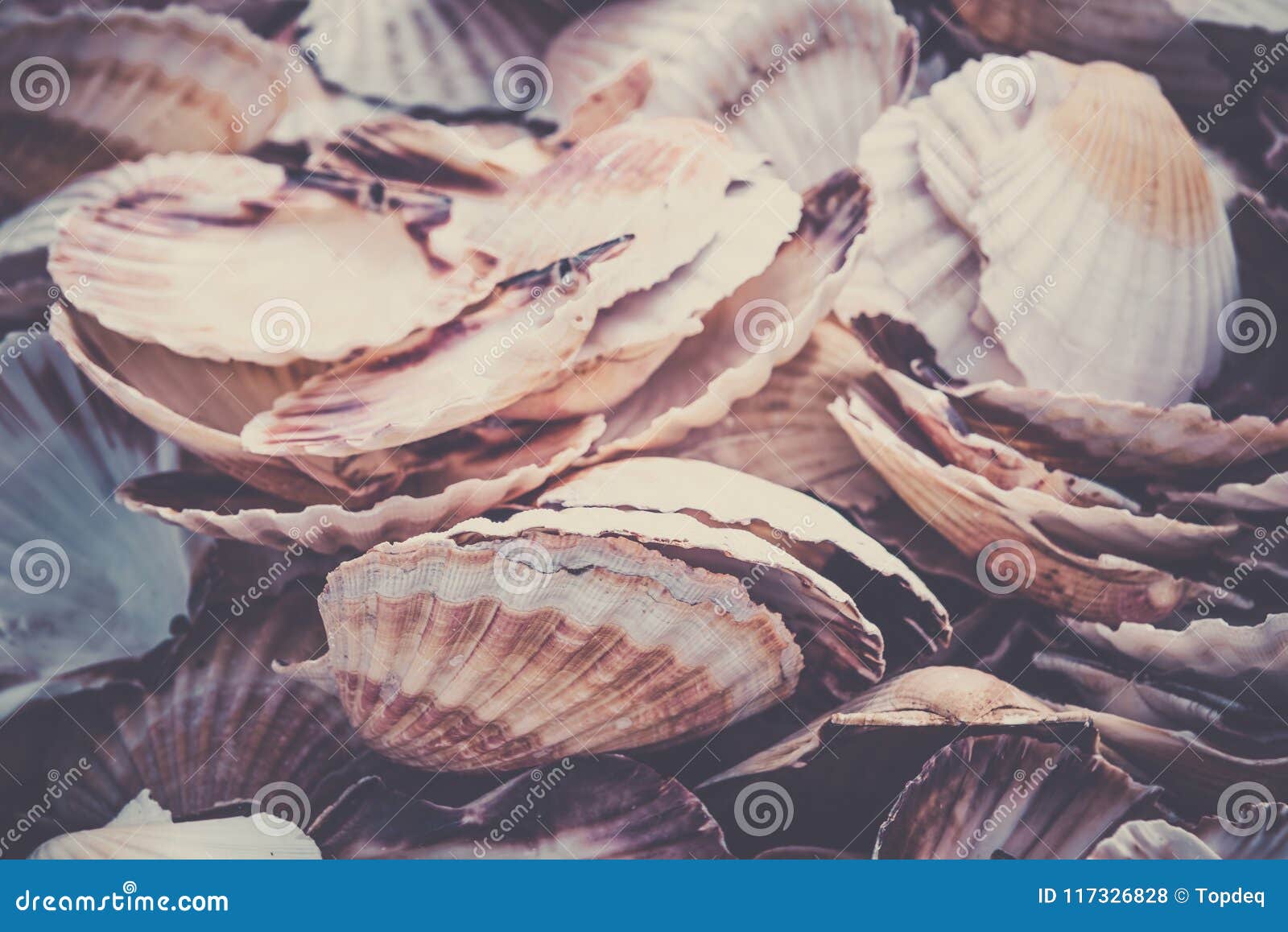 Scallop shells heap stock photo. Image of texture, closeup - 117326828