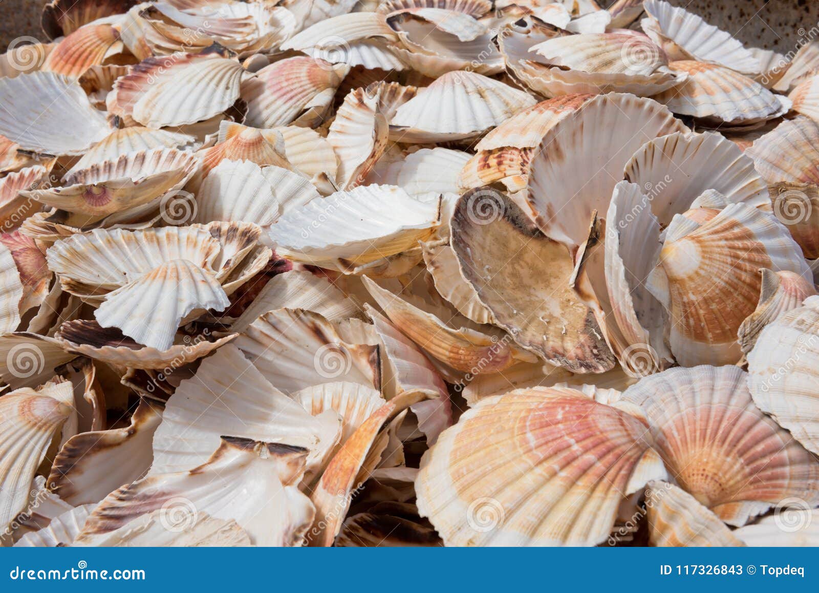 Scallop shells heap stock image. Image of fresh, marine - 117326843