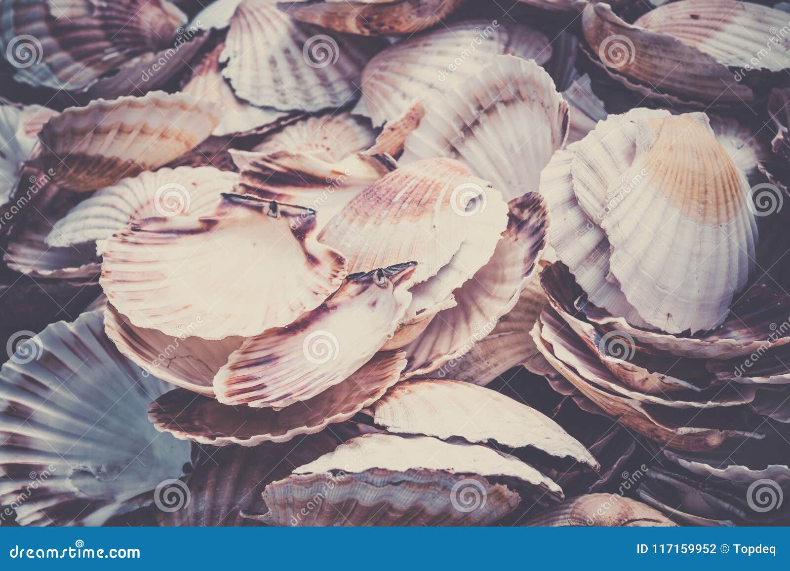 Scallop shells heap stock photo. Image of design, shellfish - 117159952