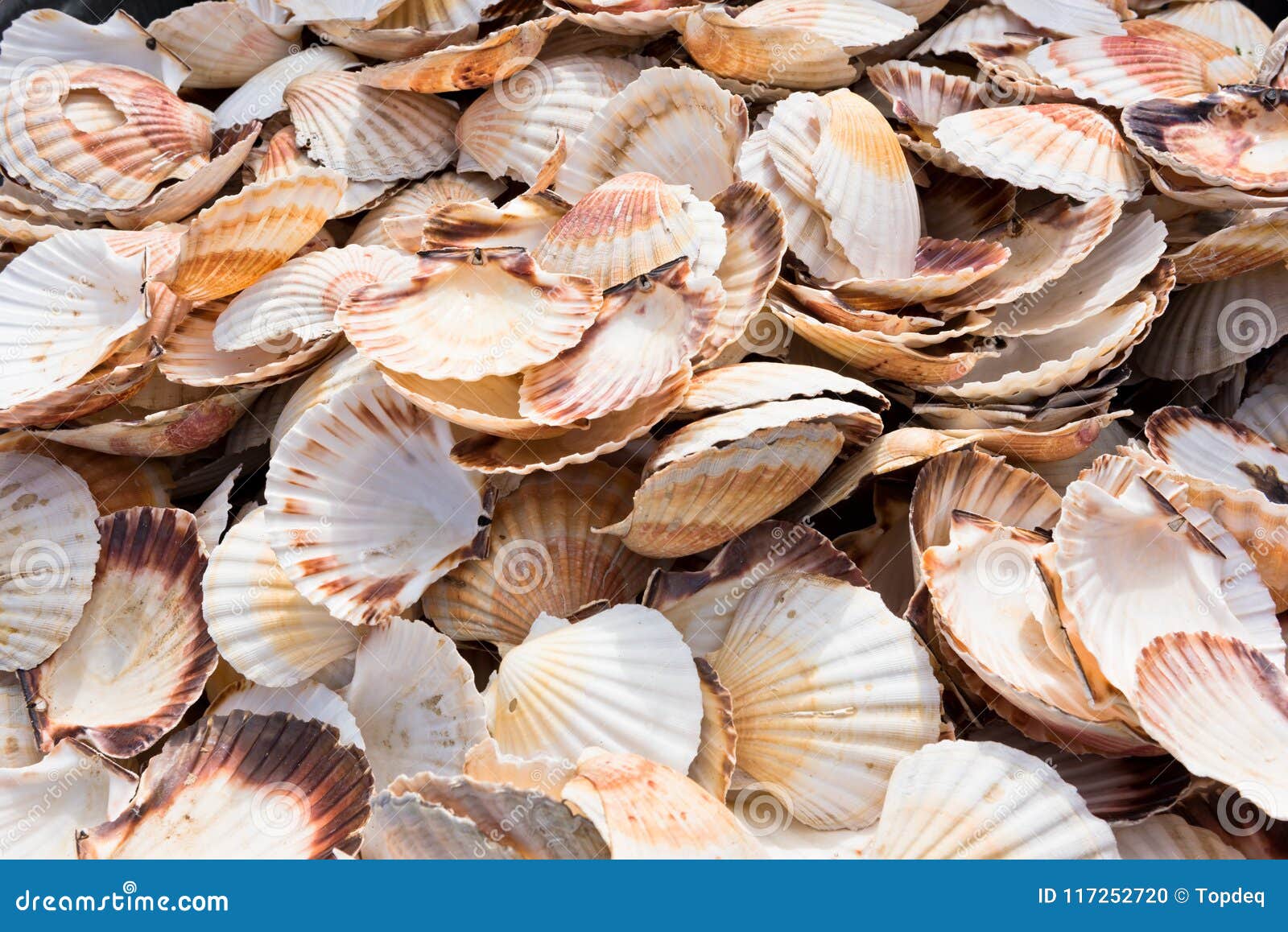 Scallop shells heap stock photo. Image of waist, clean - 117252720