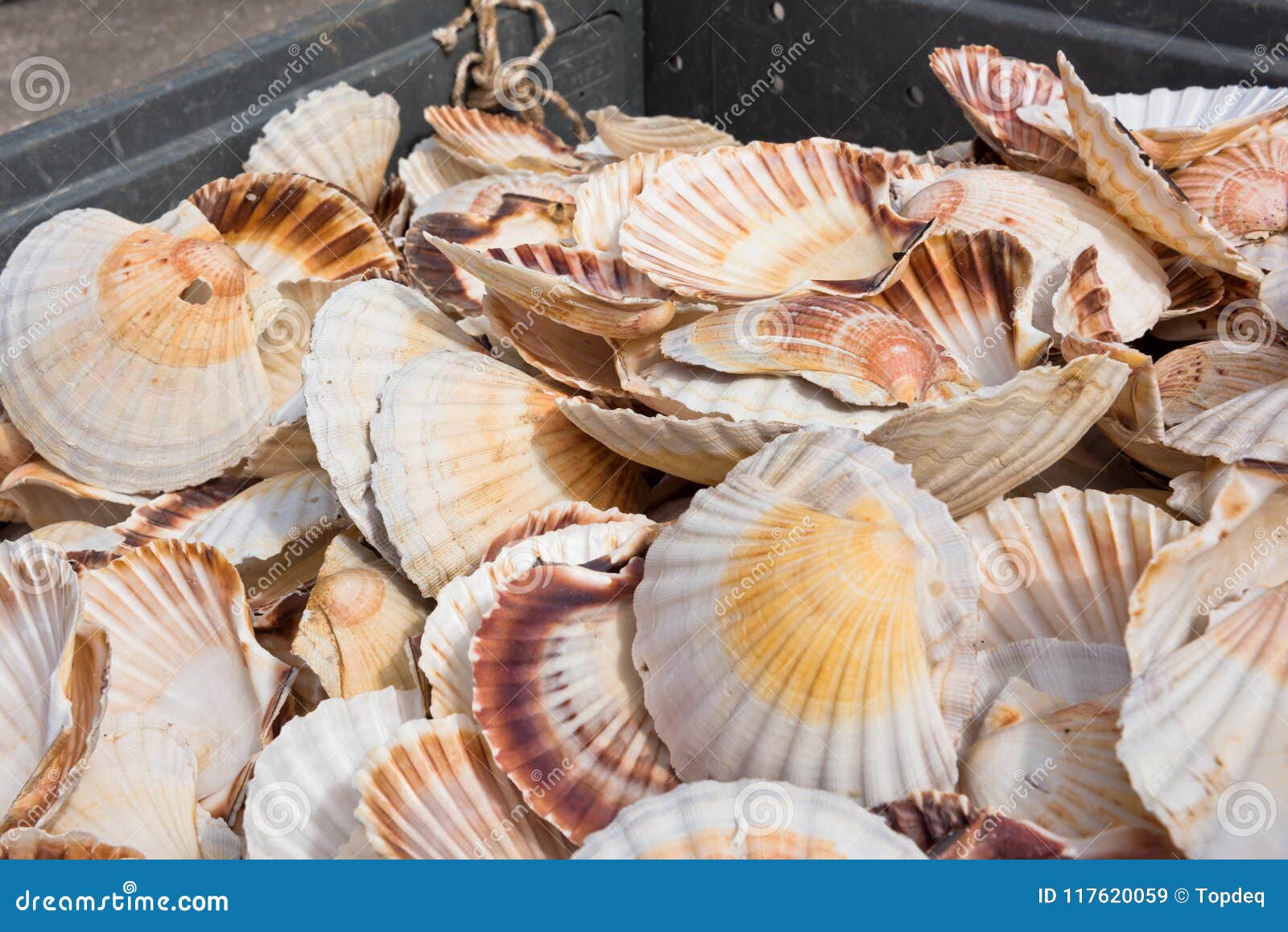 Scallop shells heap stock image. Image of residuals - 117620059