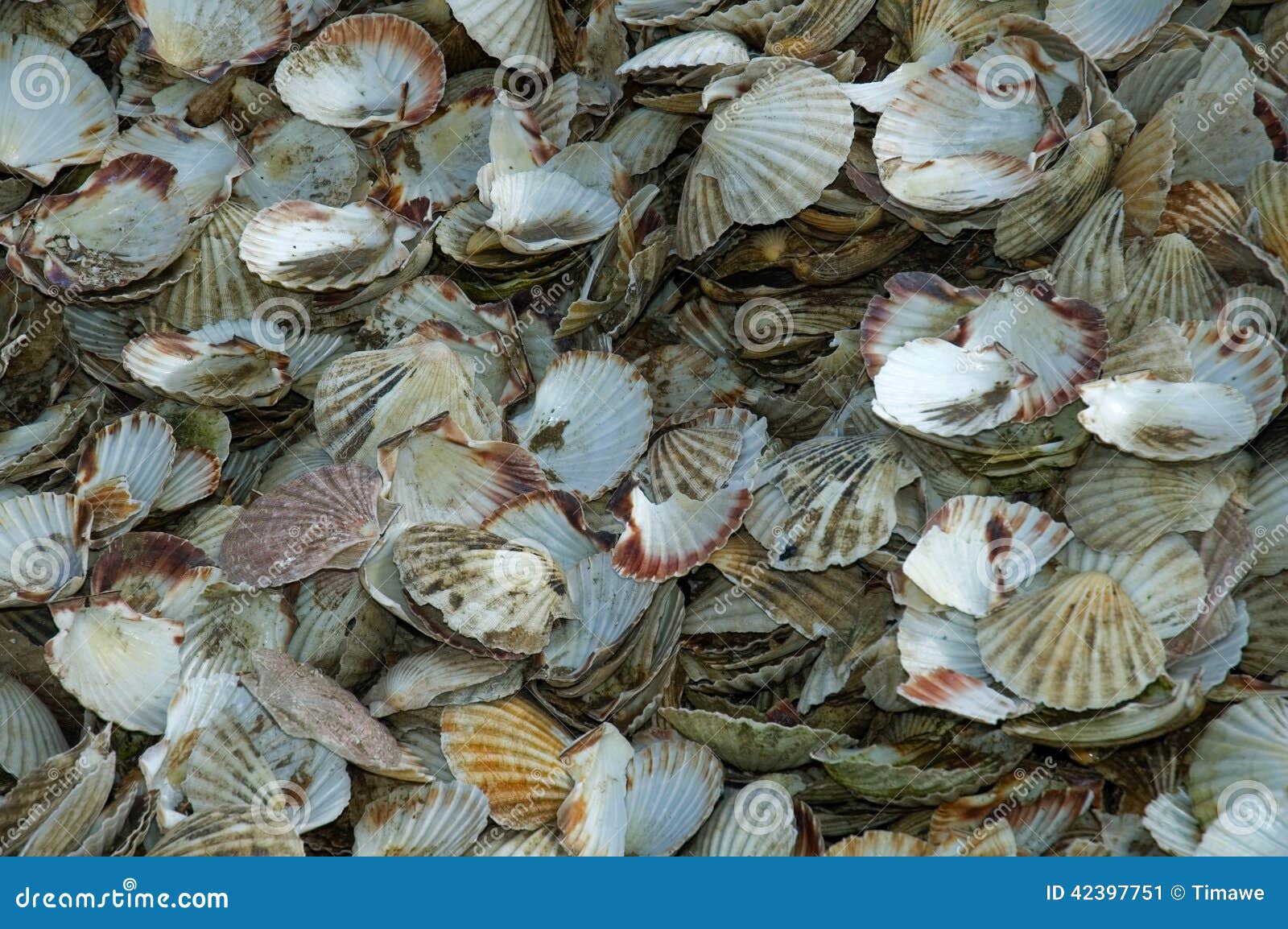 Scallop Shells stock image. Image of invertebrate, life - 42397751