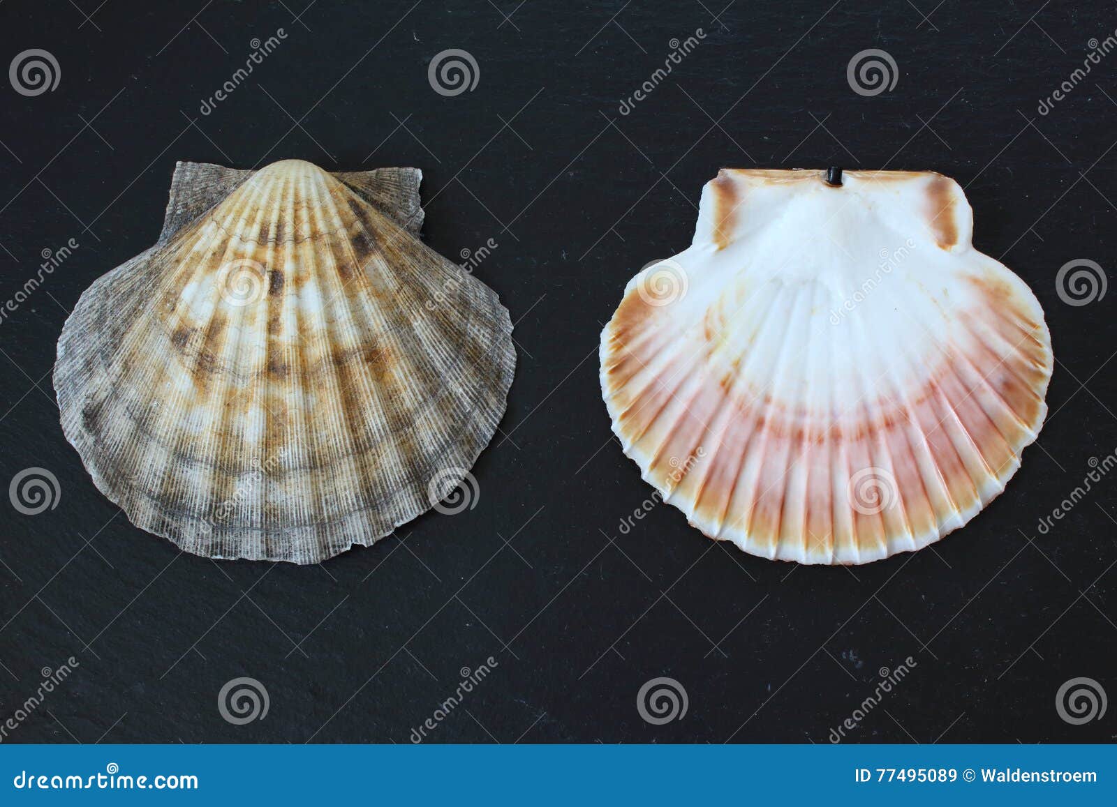 Scallop Shells on a Slate Plate Stock Image - Image of shell, seashell ...