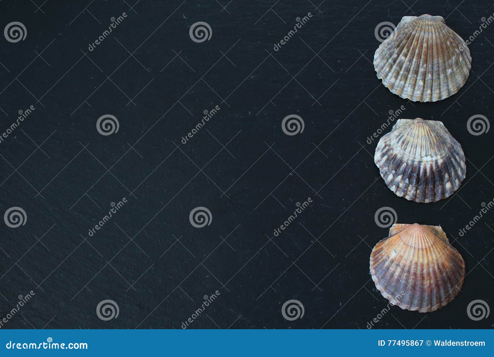 Scallop Shells on a Slate Plate Stock Image - Image of scallop, iodine ...