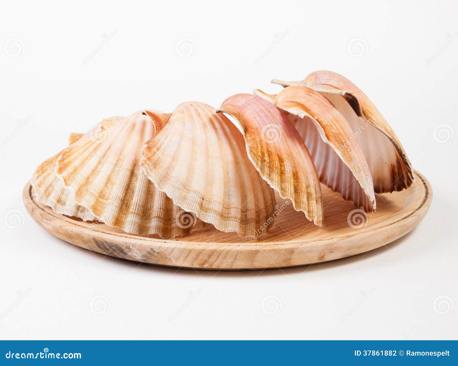 Scallop Shells on a Wooden Plate Stock Photo - Image of closeup, shells ...