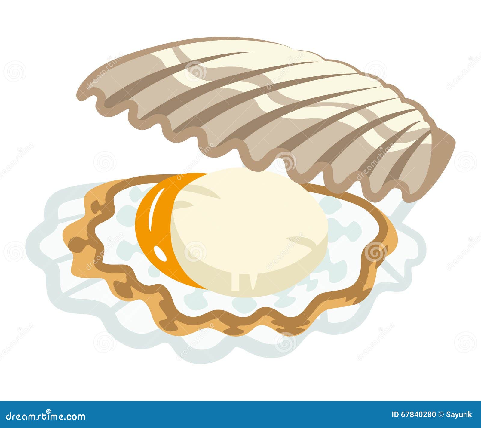 Scallop stock vector. Illustration of scallop, white - 67840280