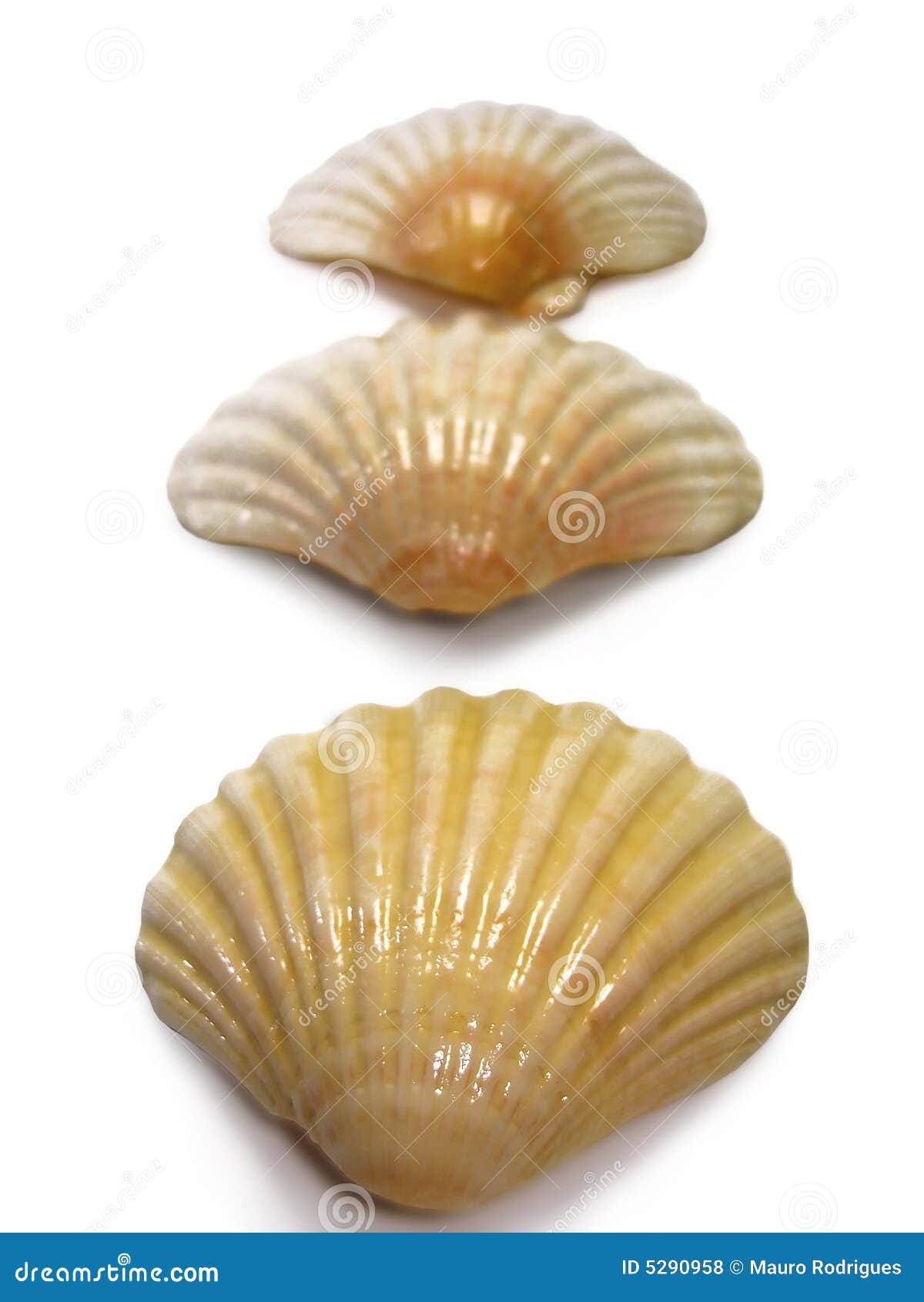 Scallop trio sea shells stock photo. Image of background - 5290958
