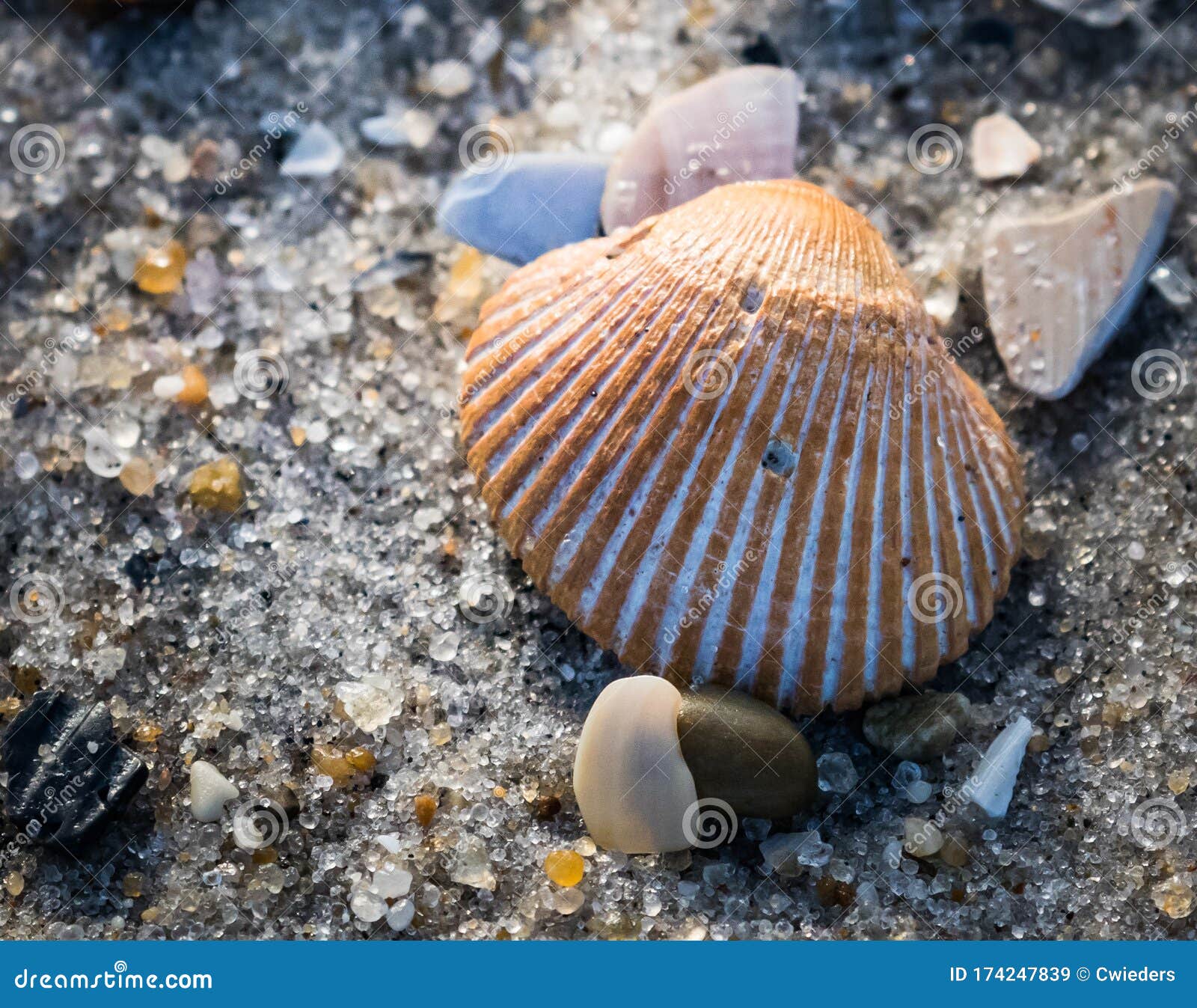 Scallop and Various Shells on the Beach Stock Image - Image of ...