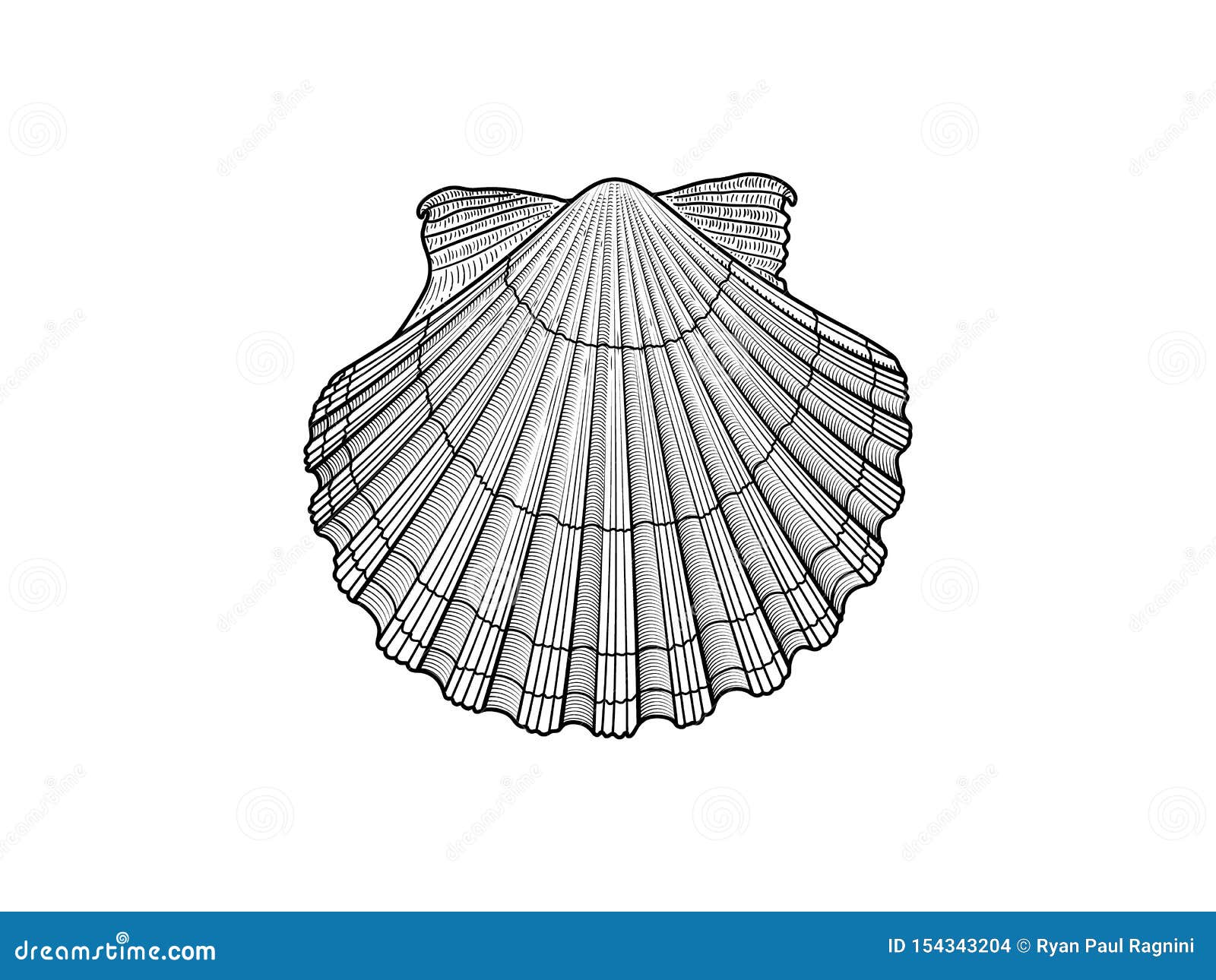 Scallop Vector Illustration Stock Illustration - Illustration of marine ...