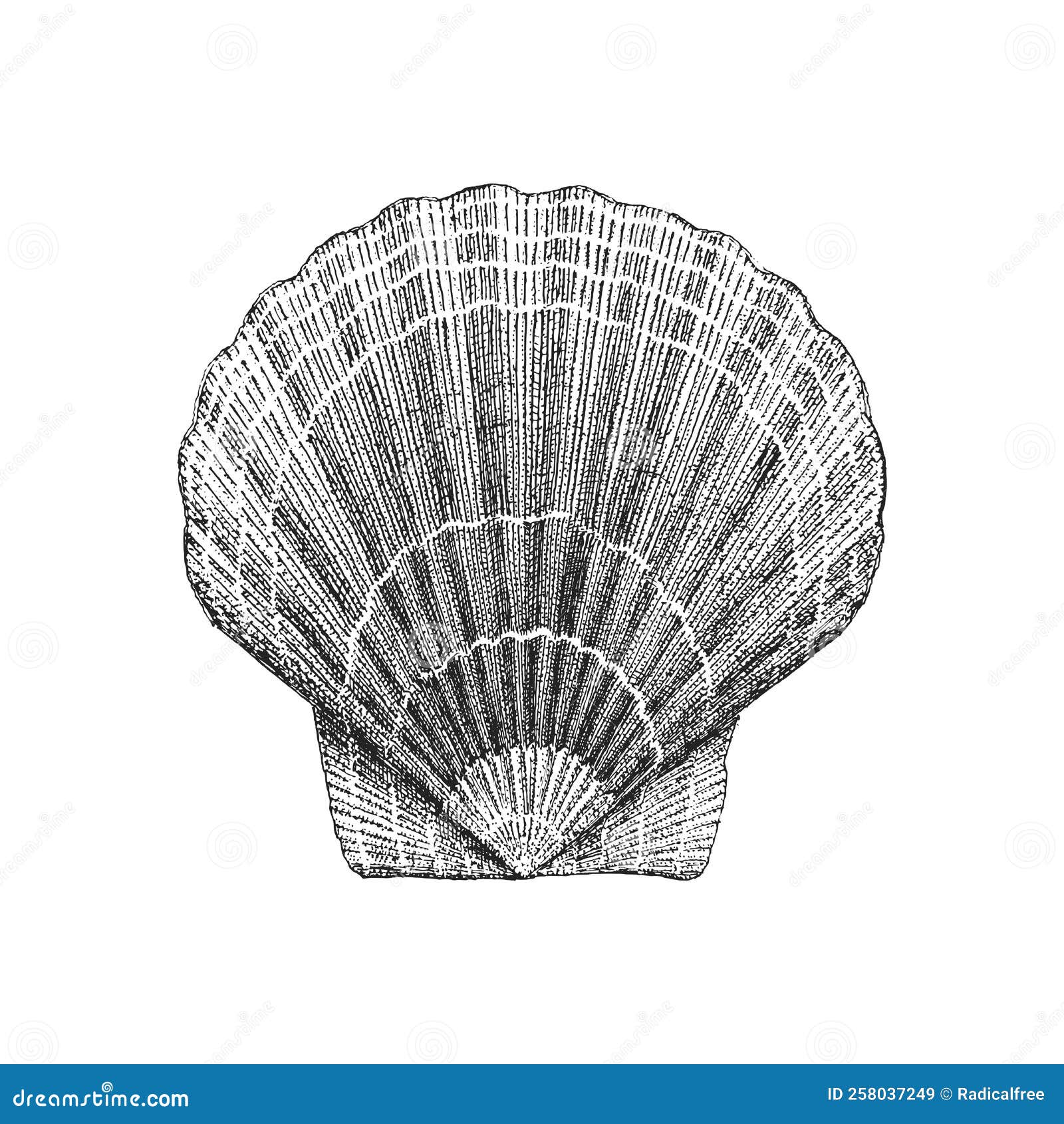Scallop Vector Sketch. Drawn Illustration of Shell Stock Vector ...