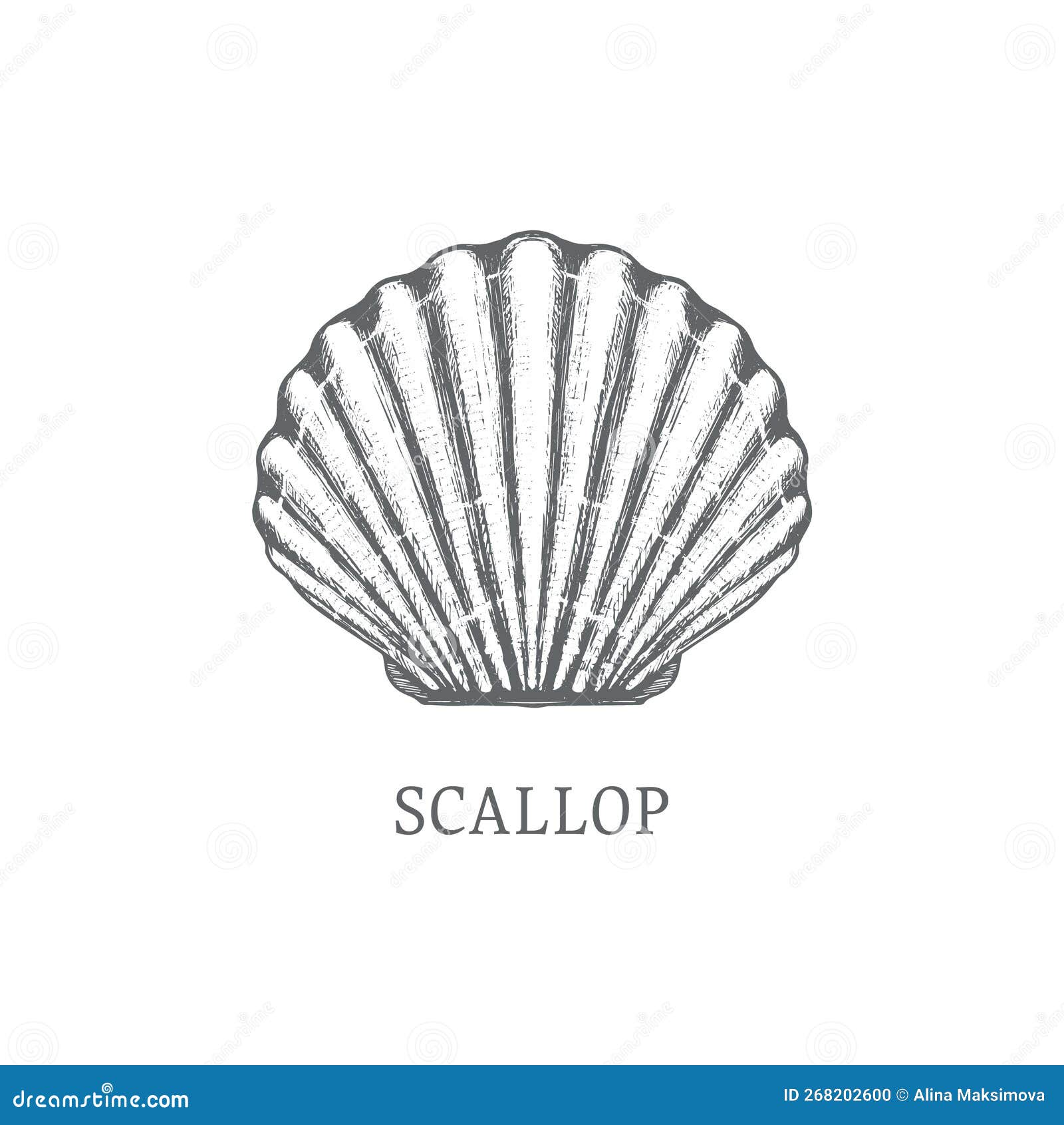 Scallop Vector Sketch. Shell Stock Vector - Illustration of design ...