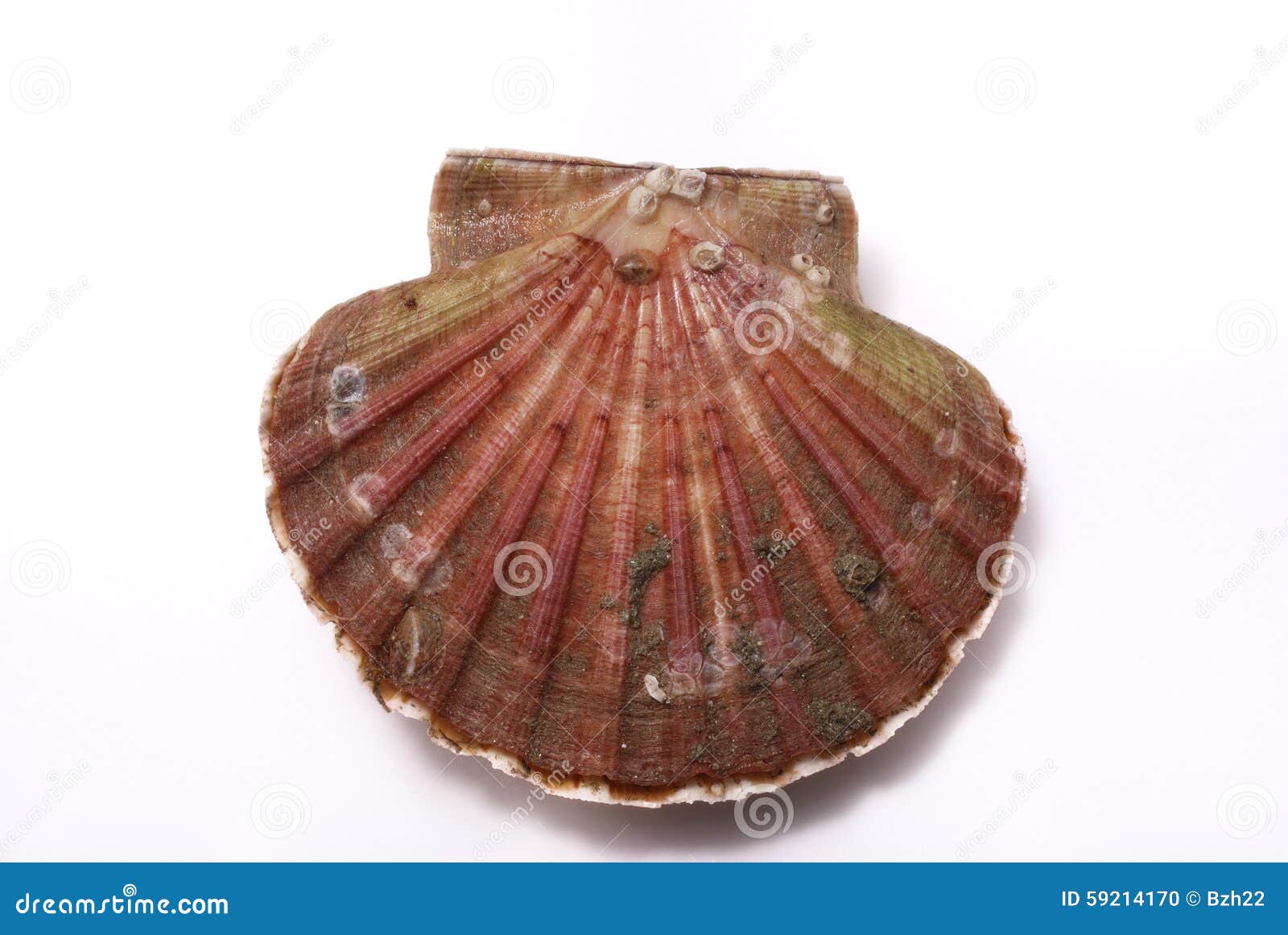Scallop stock photo. Image of ingredient, shellfish, background - 59214170