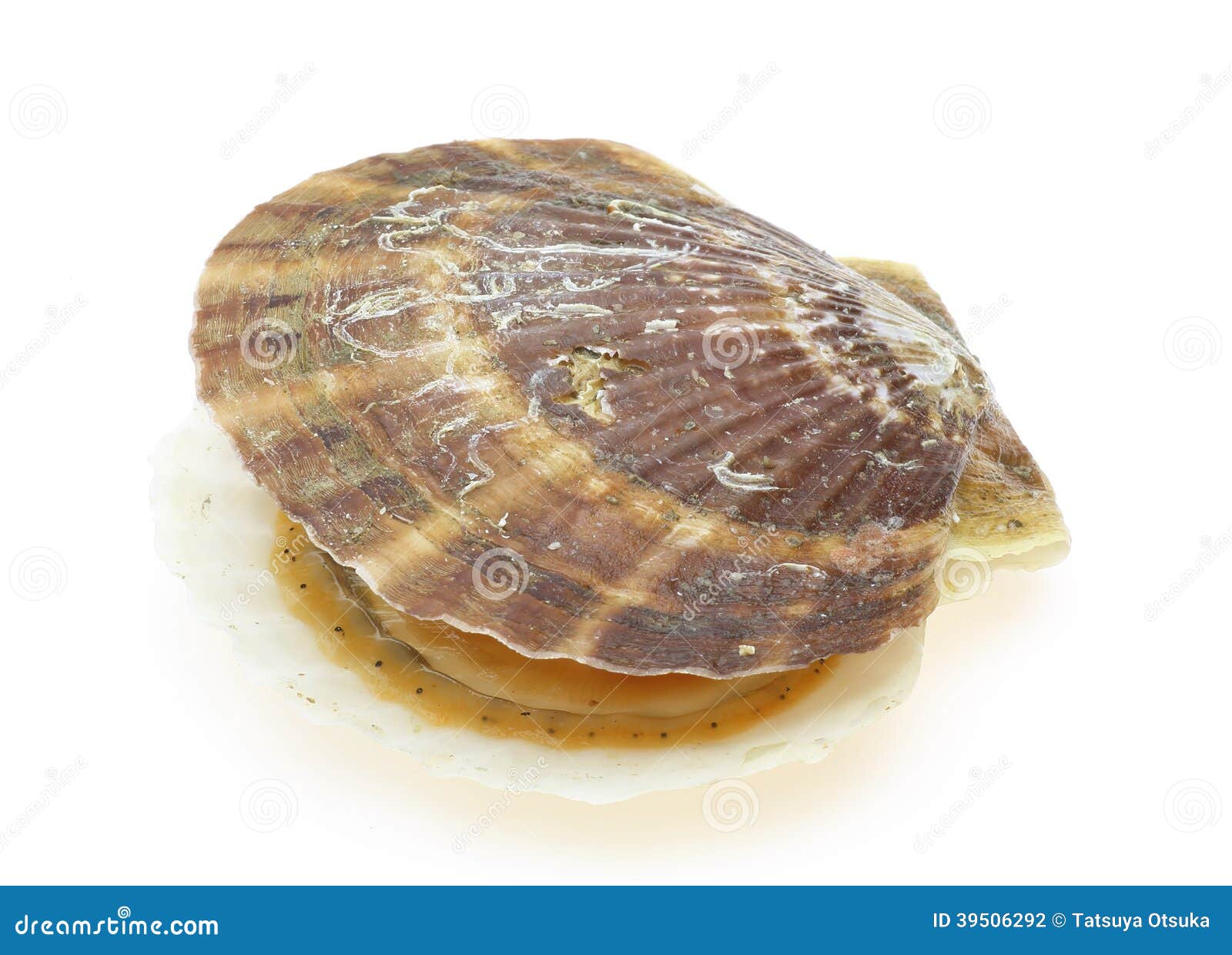 Scallop in a White Background Stock Photo - Image of shells, food: 39506292