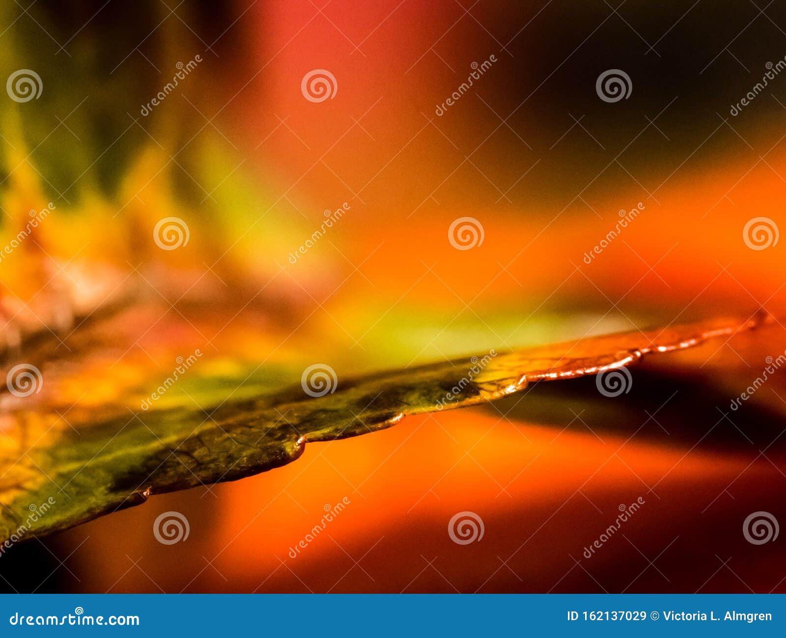 Scalloped Edge of Rainbow Colored Leaf Stock Image - Image of fall ...