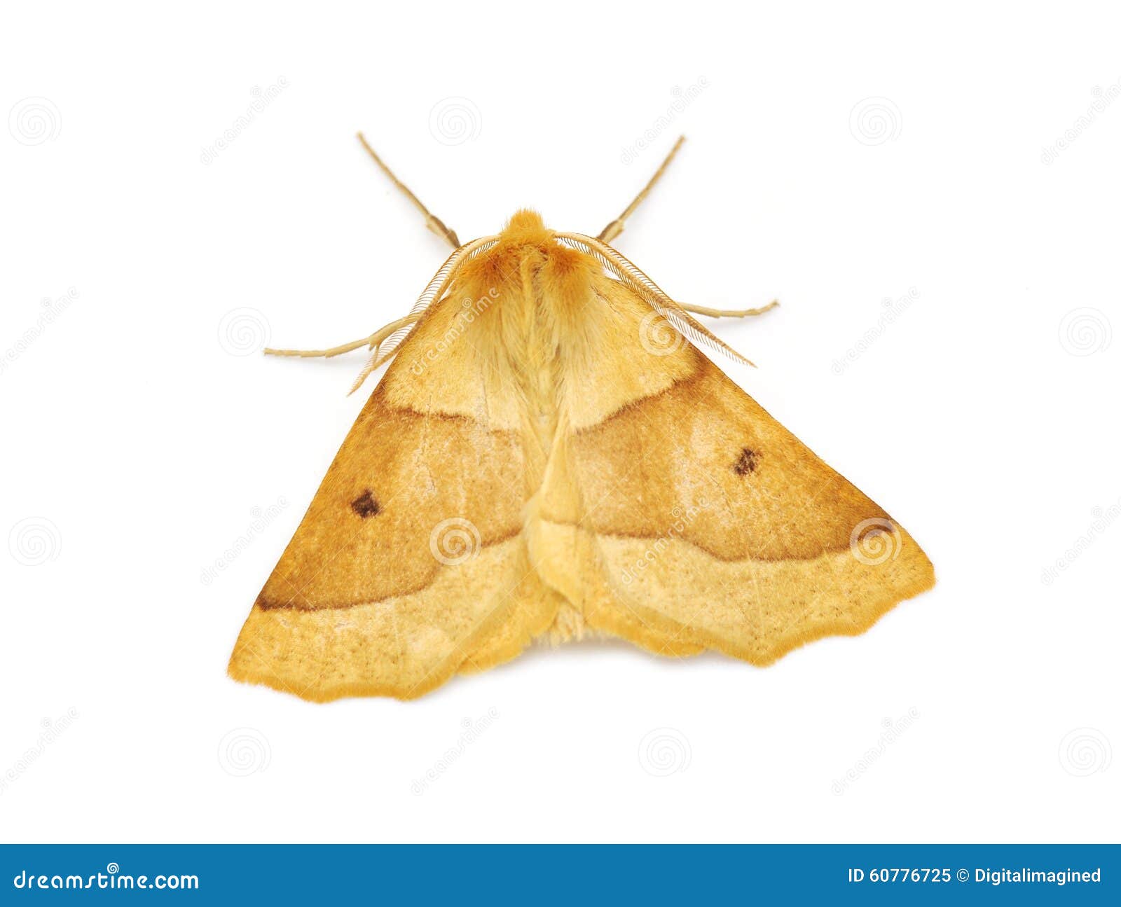 Scalloped oak moth stock image. Image of insect, nature - 60776725