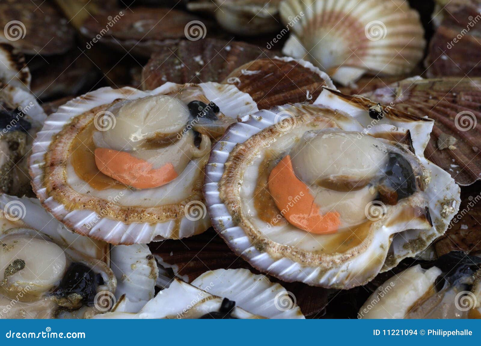 Scallops stock photo. Image of fish, bivalve, scallops - 11221094