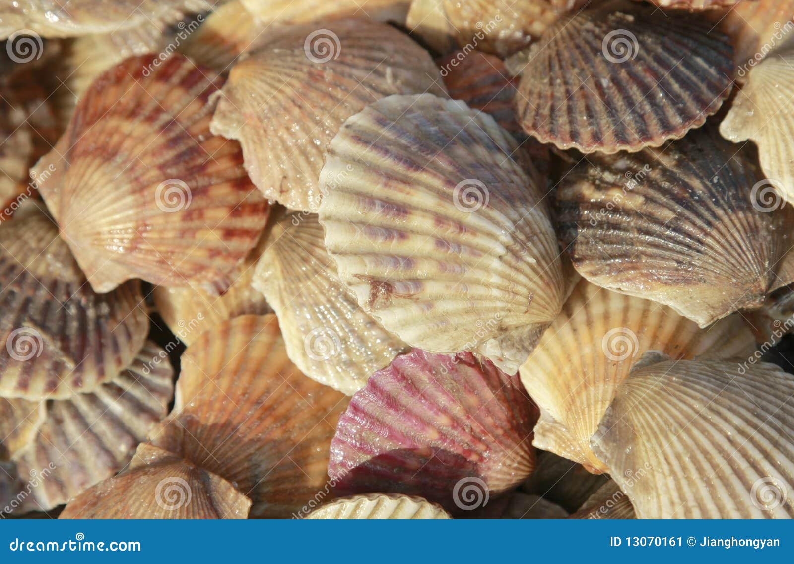Scallops stock image. Image of scallop, closeup, shell - 13070161