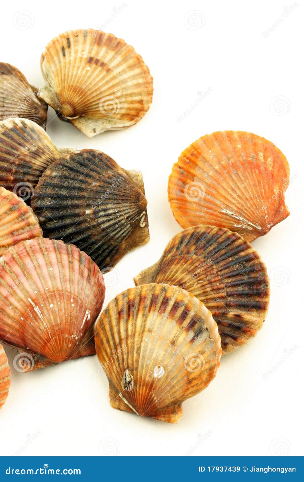 Scallops stock image. Image of gourmet, clean, shells - 17937439