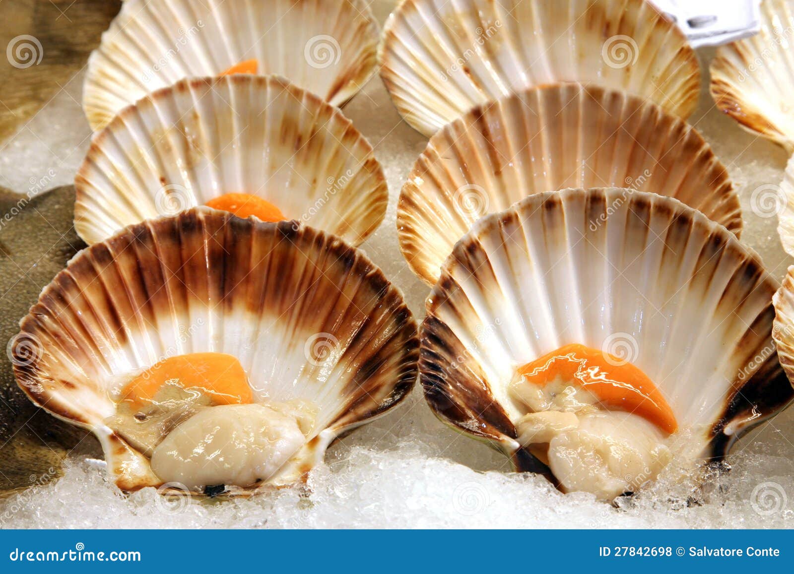 Scallops stock photo. Image of delectable, sand, culinary - 27842698