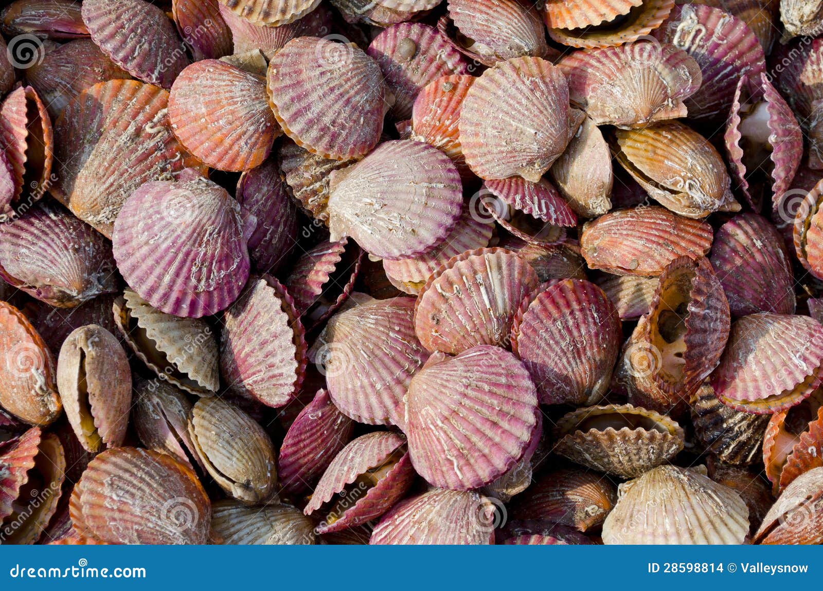 Scallops stock photo. Image of business, marine, catch - 28598814