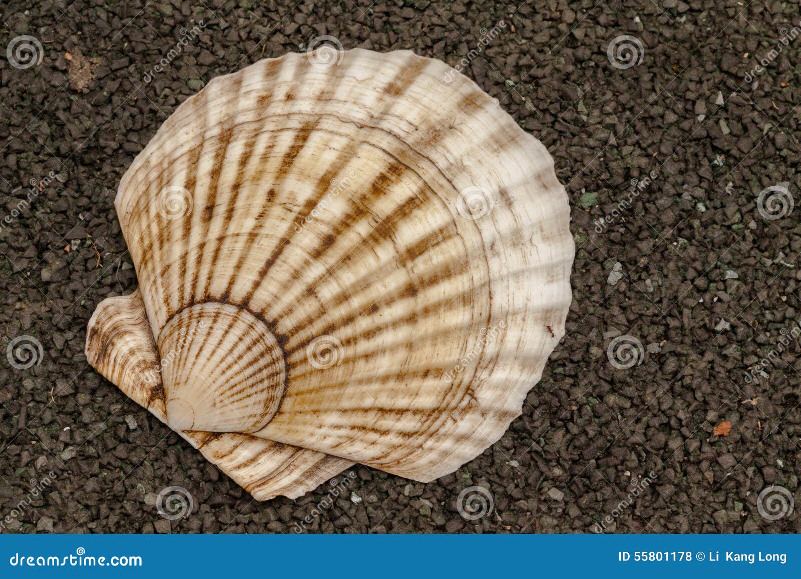 Scallops on asphalt stock photo. Image of collect, tropical - 55801178
