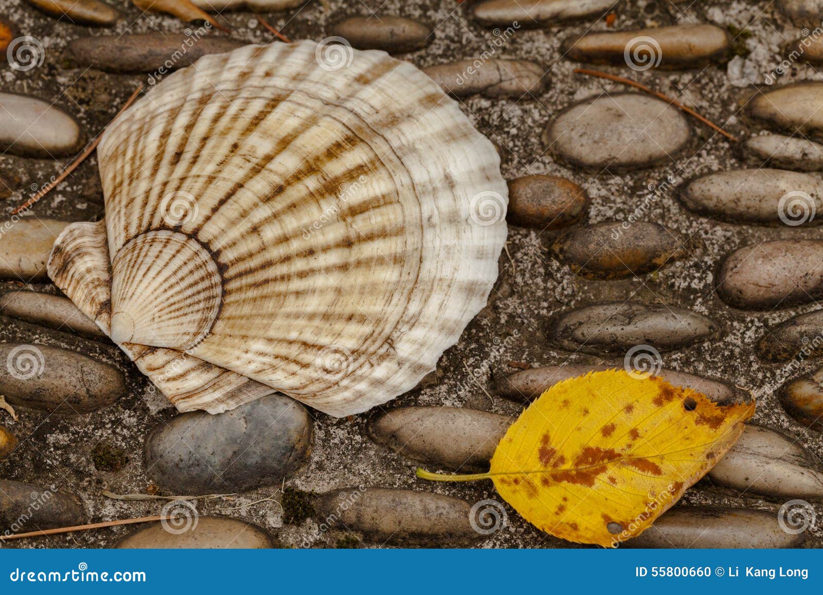 Scallops and cobblestone stock photo. Image of molluscs - 55800660