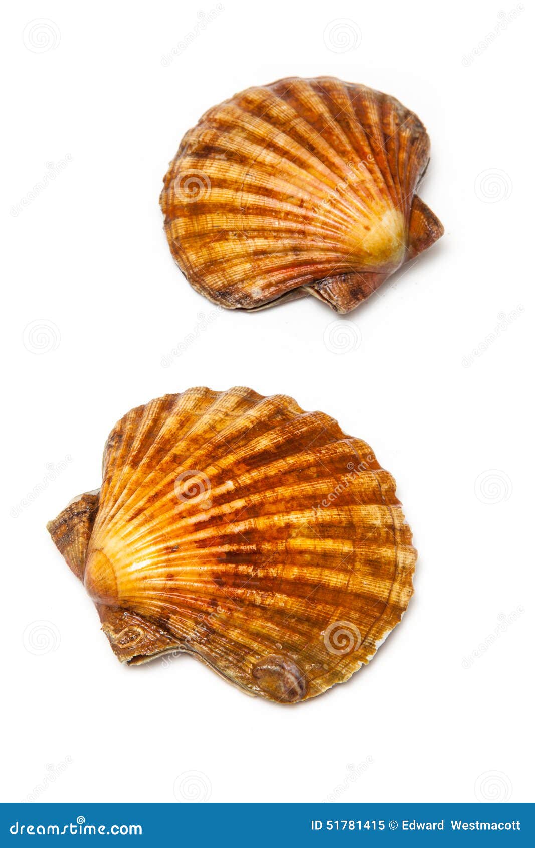 Scallops stock image. Image of european, white, isolated - 51781415