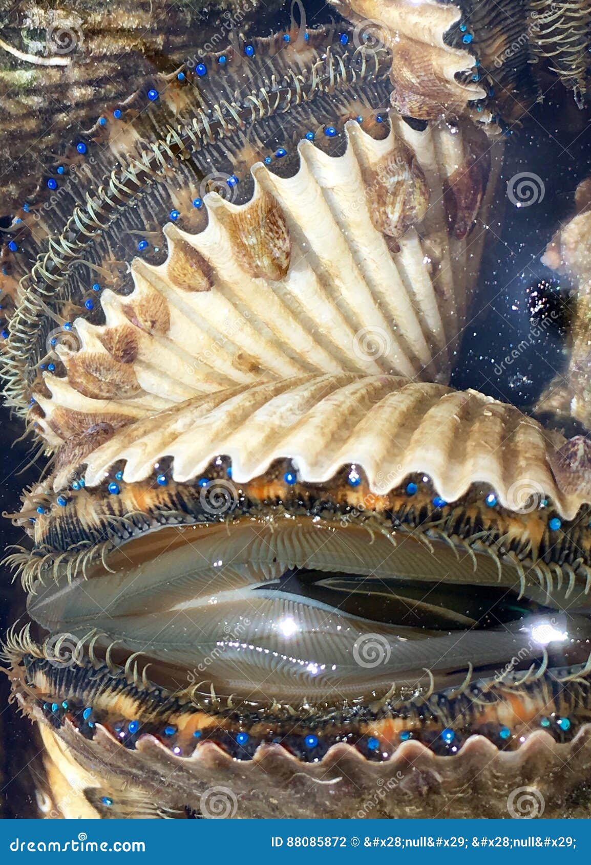 Scallops stock photo. Image of gulf, live, water, scallops - 88085872