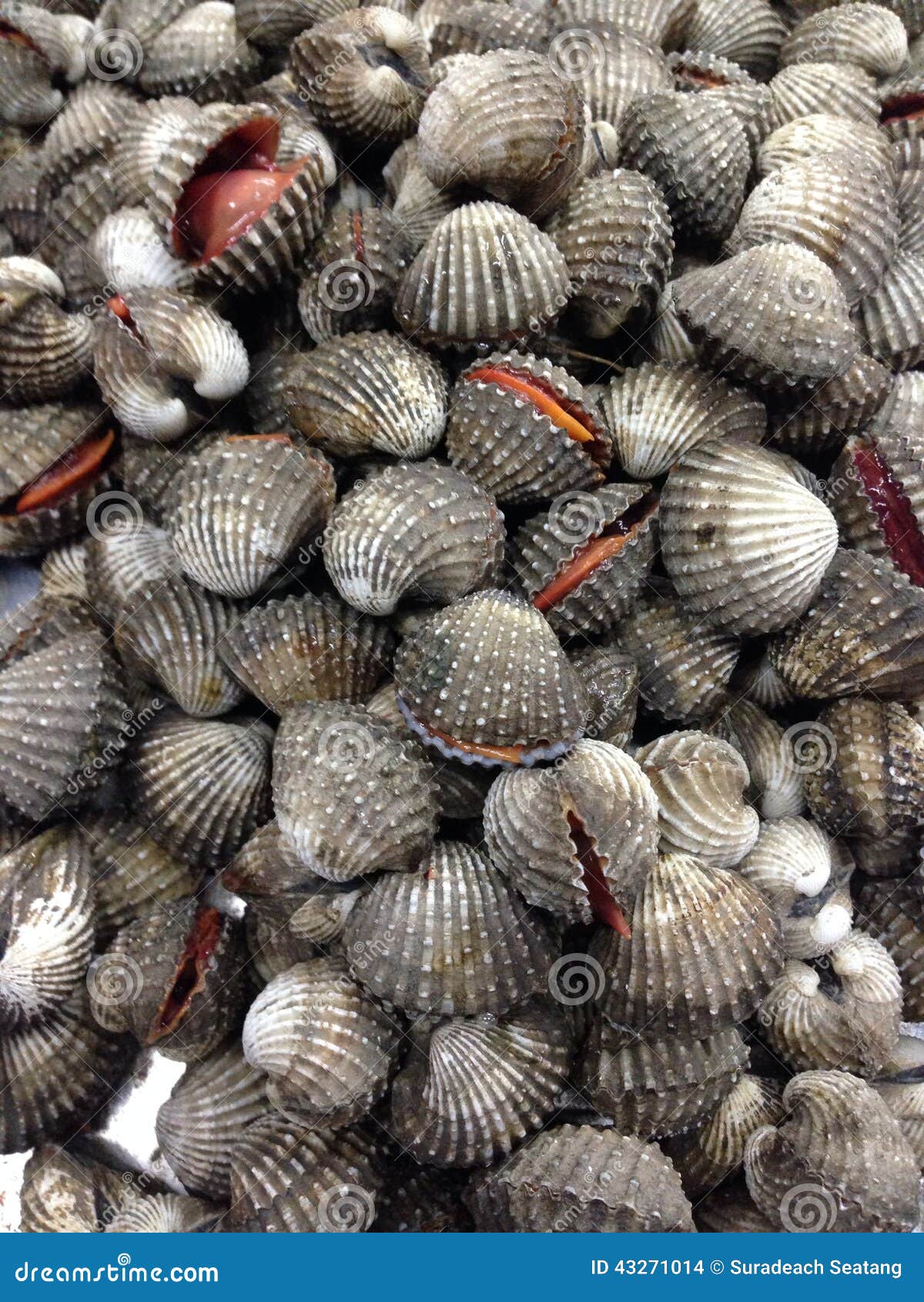 Scallops stock photo. Image of open, shellfish, photographs - 43271014