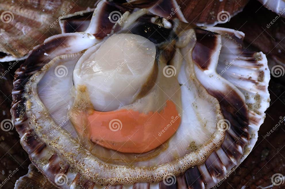 Scallops at the market stock photo. Image of oyster, cook - 7560130