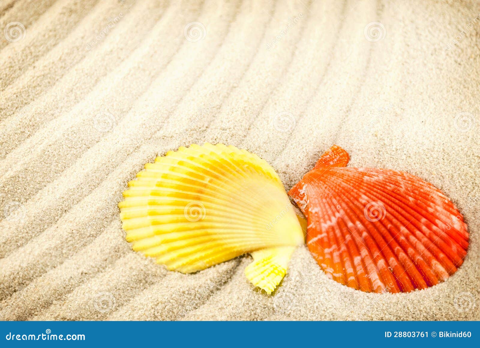 Scallops on the sand. stock image. Image of leisure, tranquil - 28803761