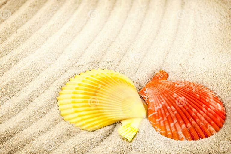 Scallops on the sand. stock image. Image of leisure, tranquil - 28803761