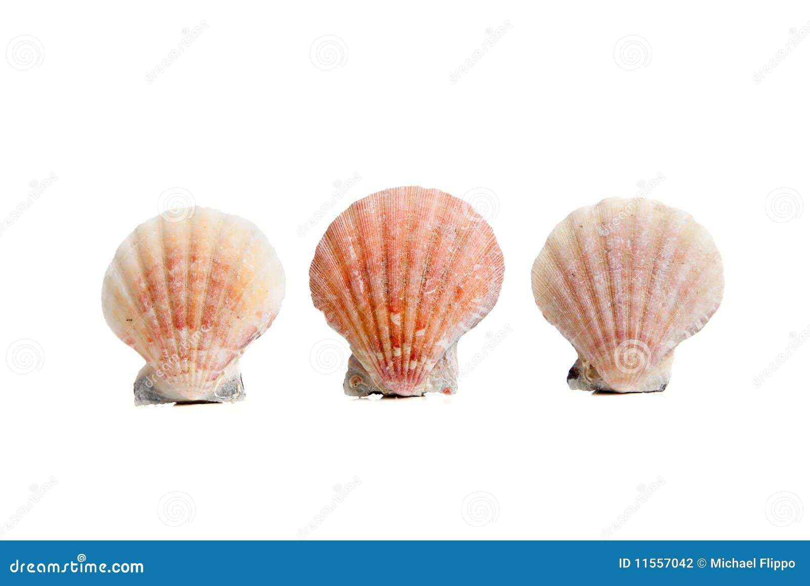 Scallops/sea Shells on a White Background Stock Photo - Image of copy ...