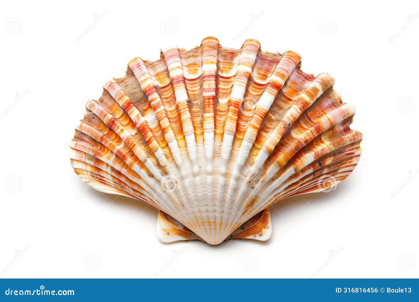 Scallops Seashell Isolated on White Background with Clipping Path Stock ...
