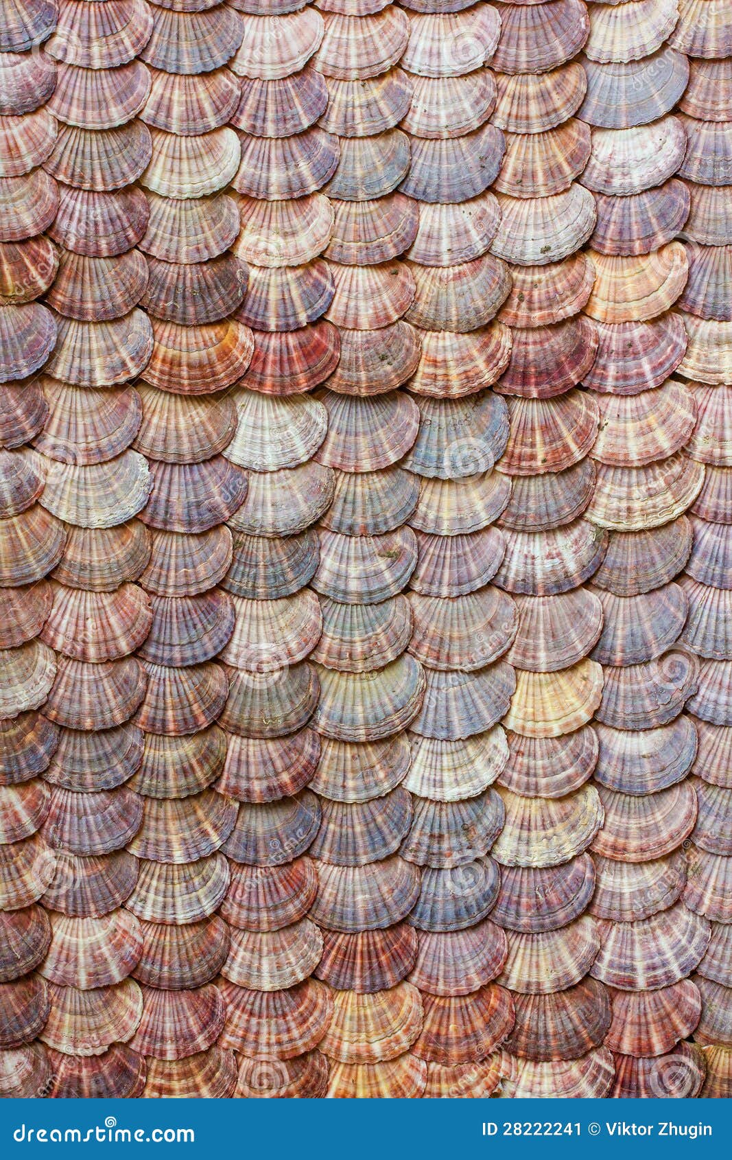 Sea Scallops Shell Texture Background Royalty-Free Stock Photo ...