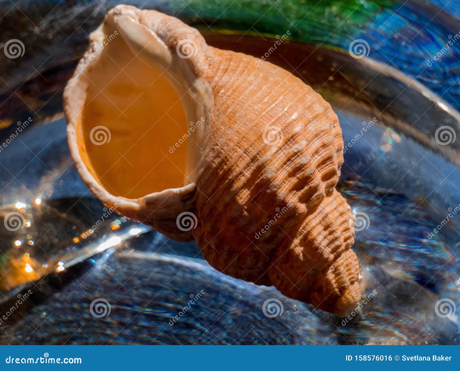 Scallops Shell on the Blue Green Abstract Background. Scallop, Pattern ...