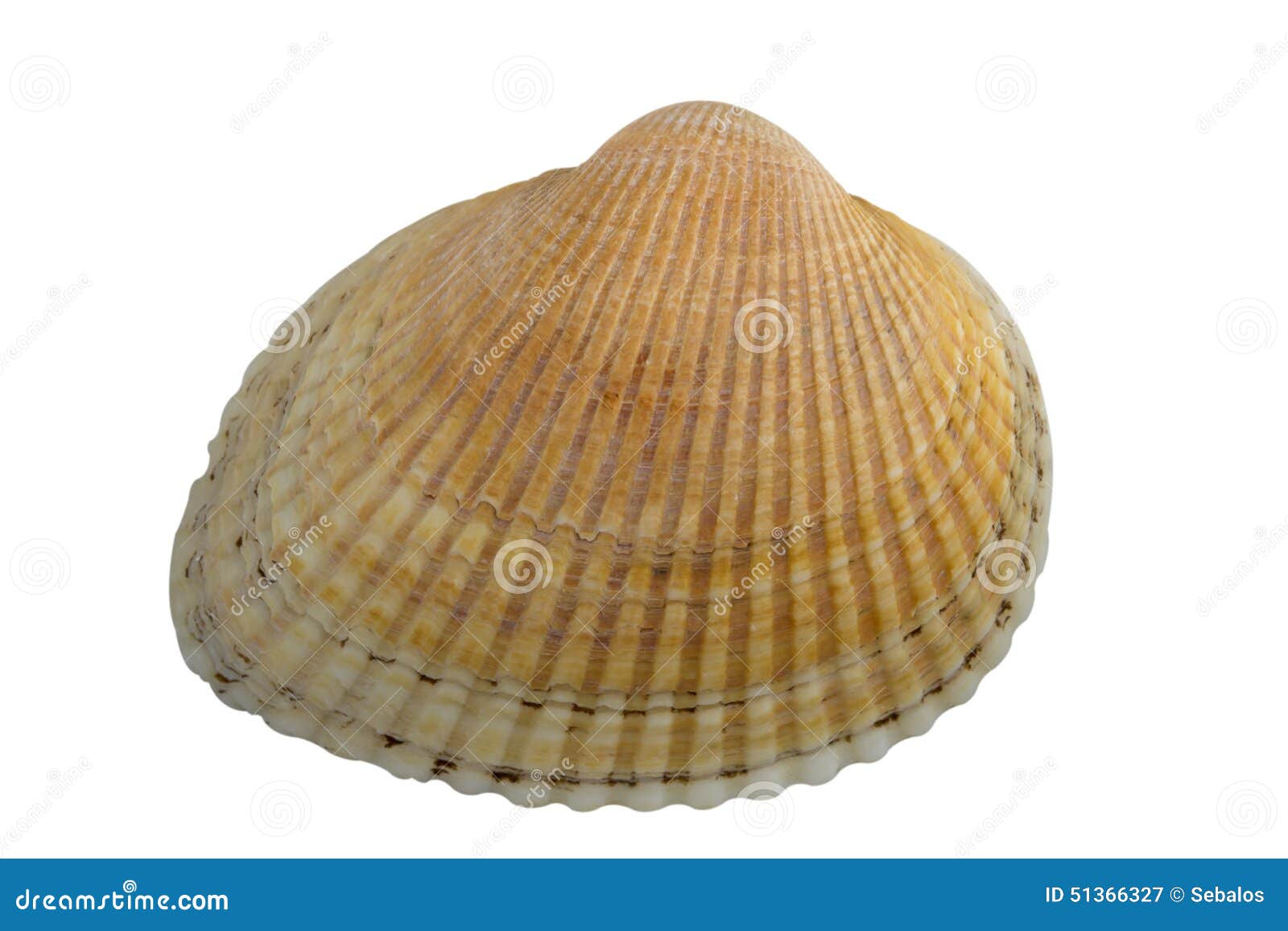 Scallops shell stock image. Image of shellfish, souvenir - 51366327