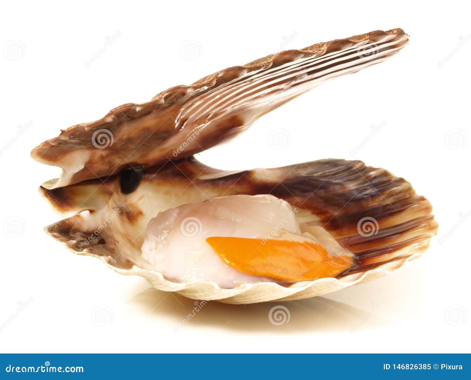 Scallops Shell Stock Images - Download 3,976 Royalty Free Photos