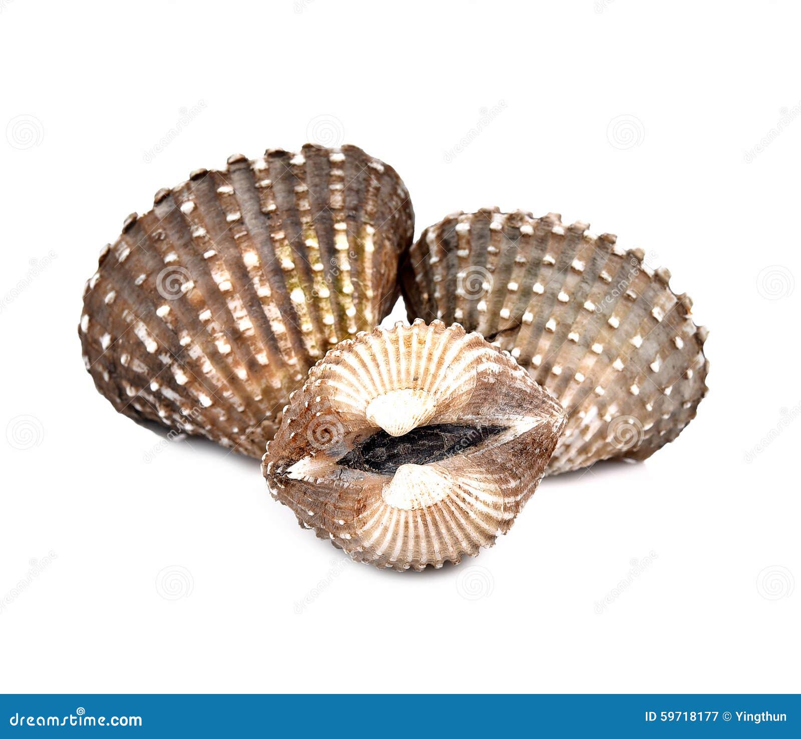Scallops Shell on White Background Stock Image - Image of background ...