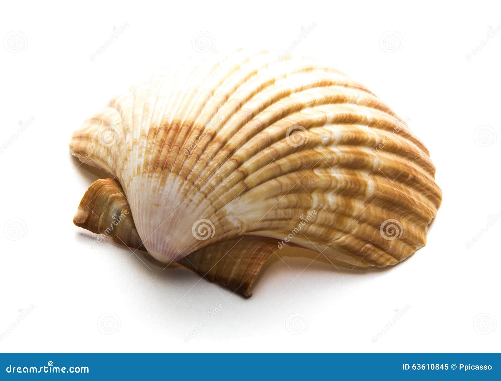 Scallops Shell on the White Background Stock Image - Image of brown ...