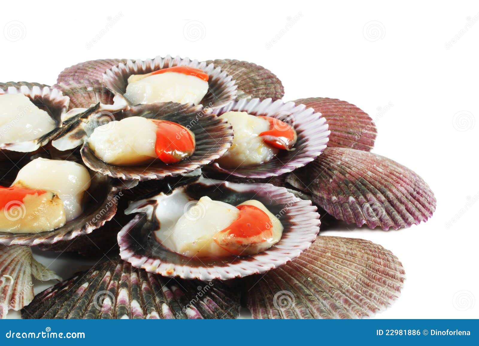 Scallops in shells stock photo. Image of lunch, dinner - 22981886