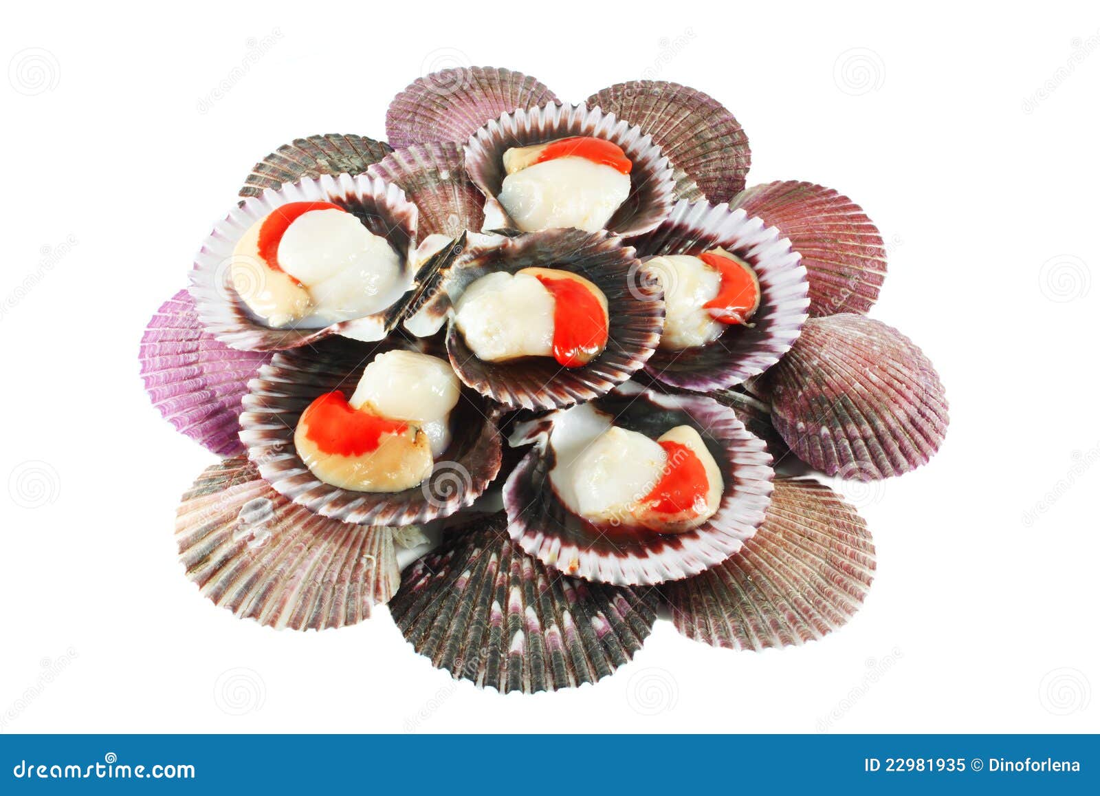 Scallops in shells stock image. Image of scallops, fresh - 22981935