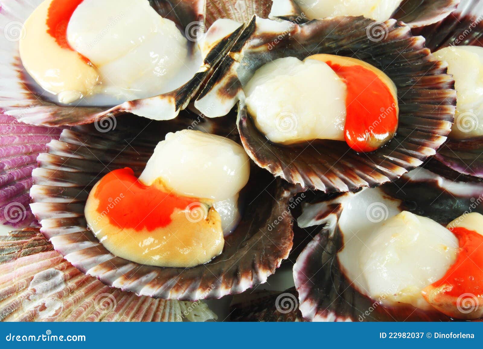 Scallops in shells stock image. Image of plate, fresh - 22982037