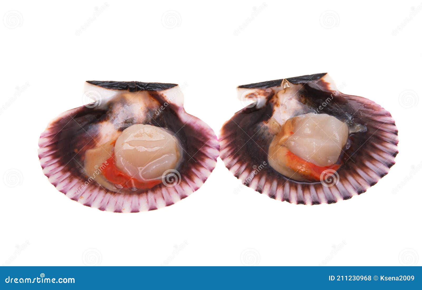 Scallops in Shells Isolated Stock Photo - Image of isolated, meat ...