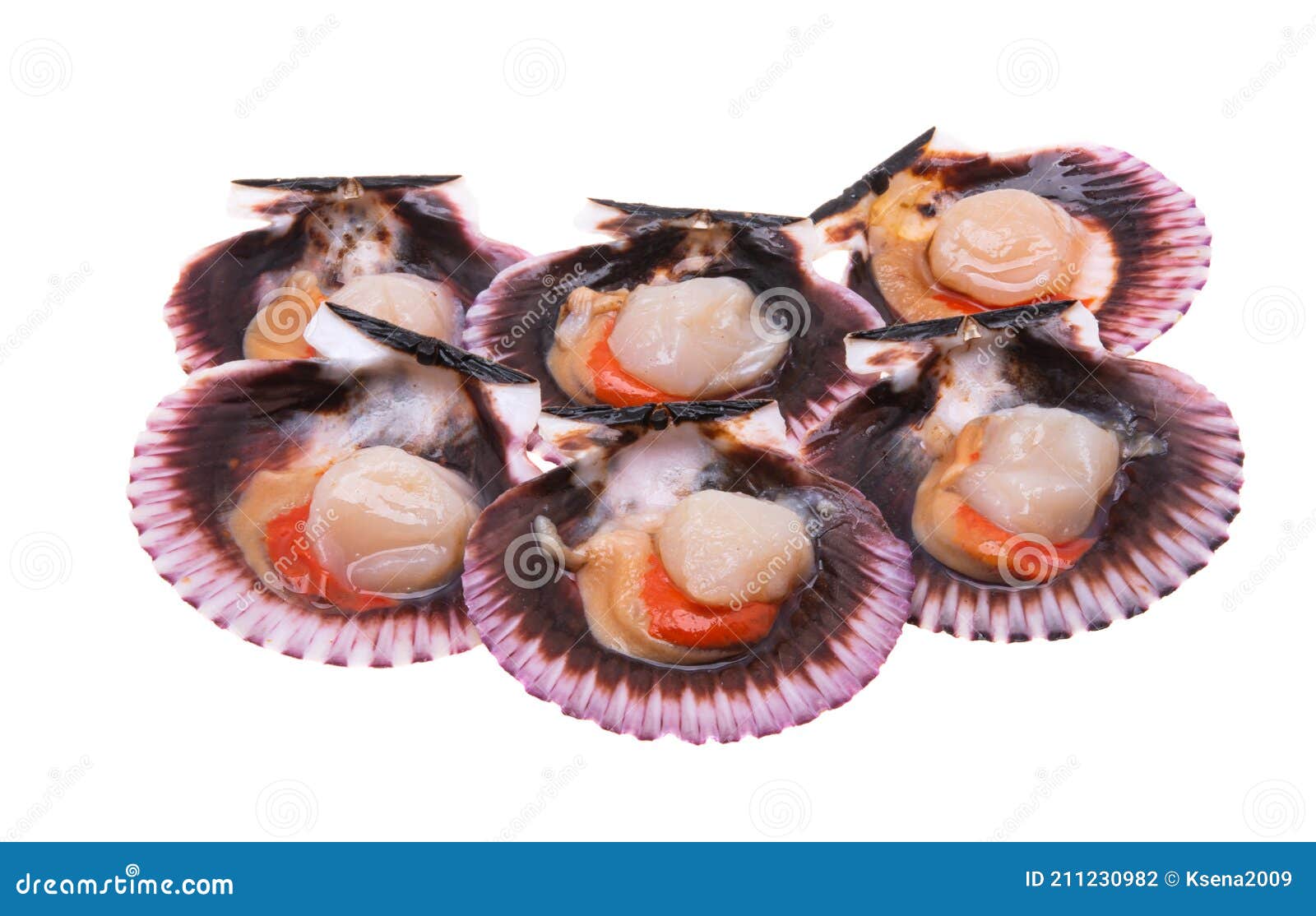 Scallops in Shells Isolated Stock Photo - Image of mussel, antioxidant ...
